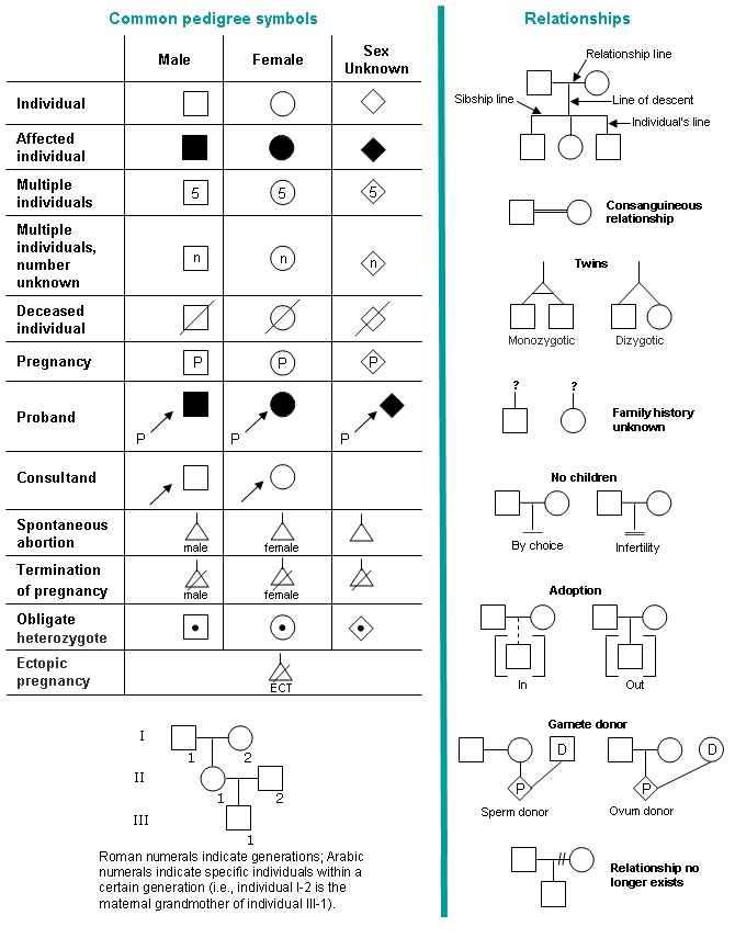 Pedigree How To Create A 3 Generation Pedigree —viquepedia